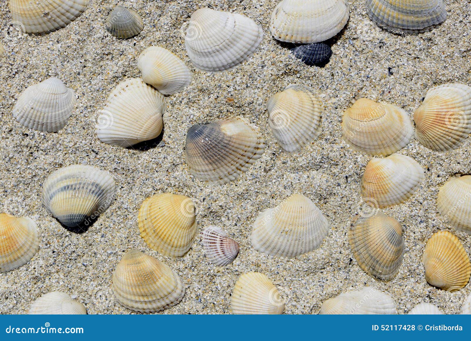 Cluster of Colorful Seashells in Beach Sand Stock Photo - Image of ...