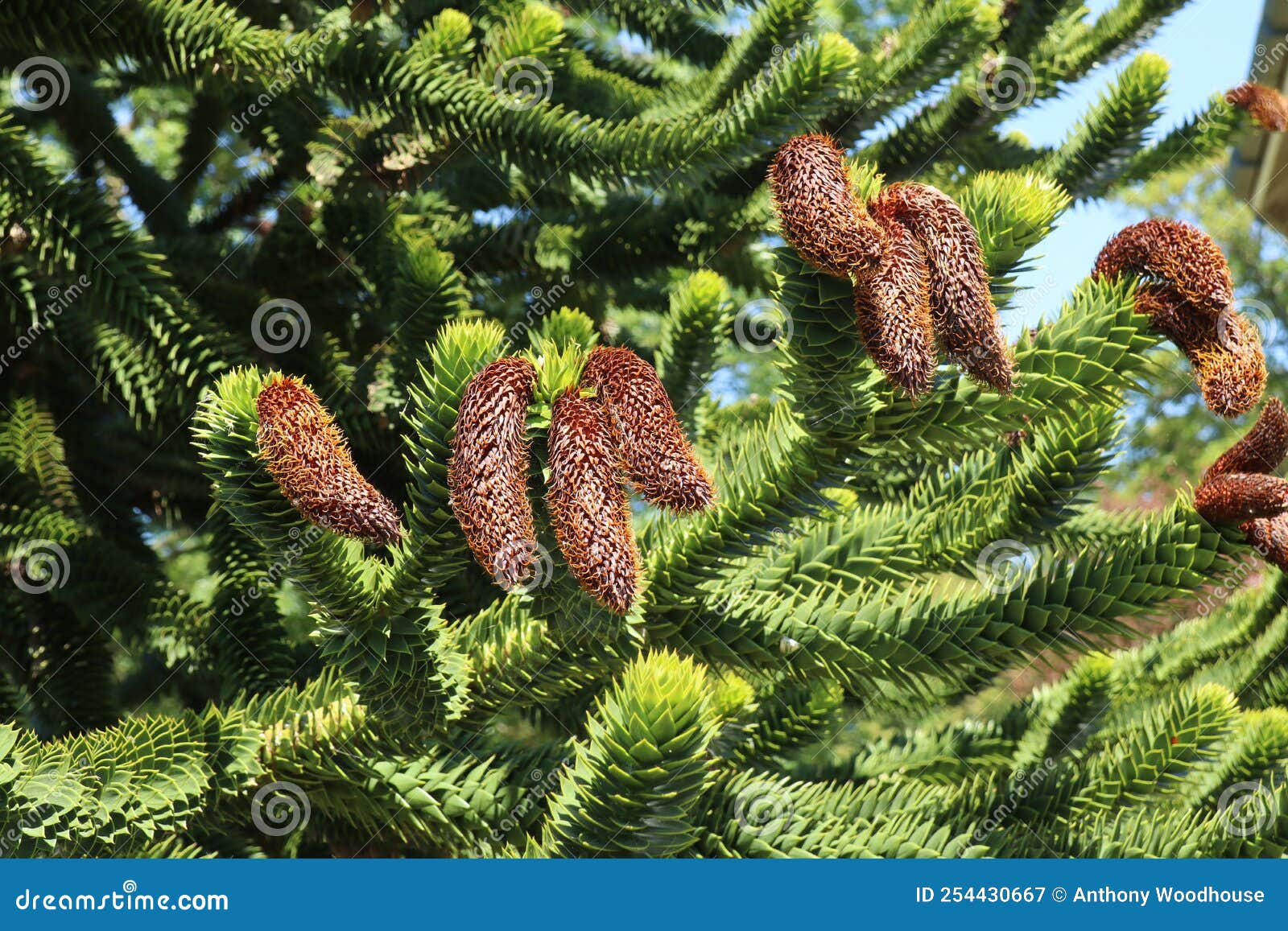 A Cluster of Cones on a Pine Tree Stock Image - Image of foliage, wood ...