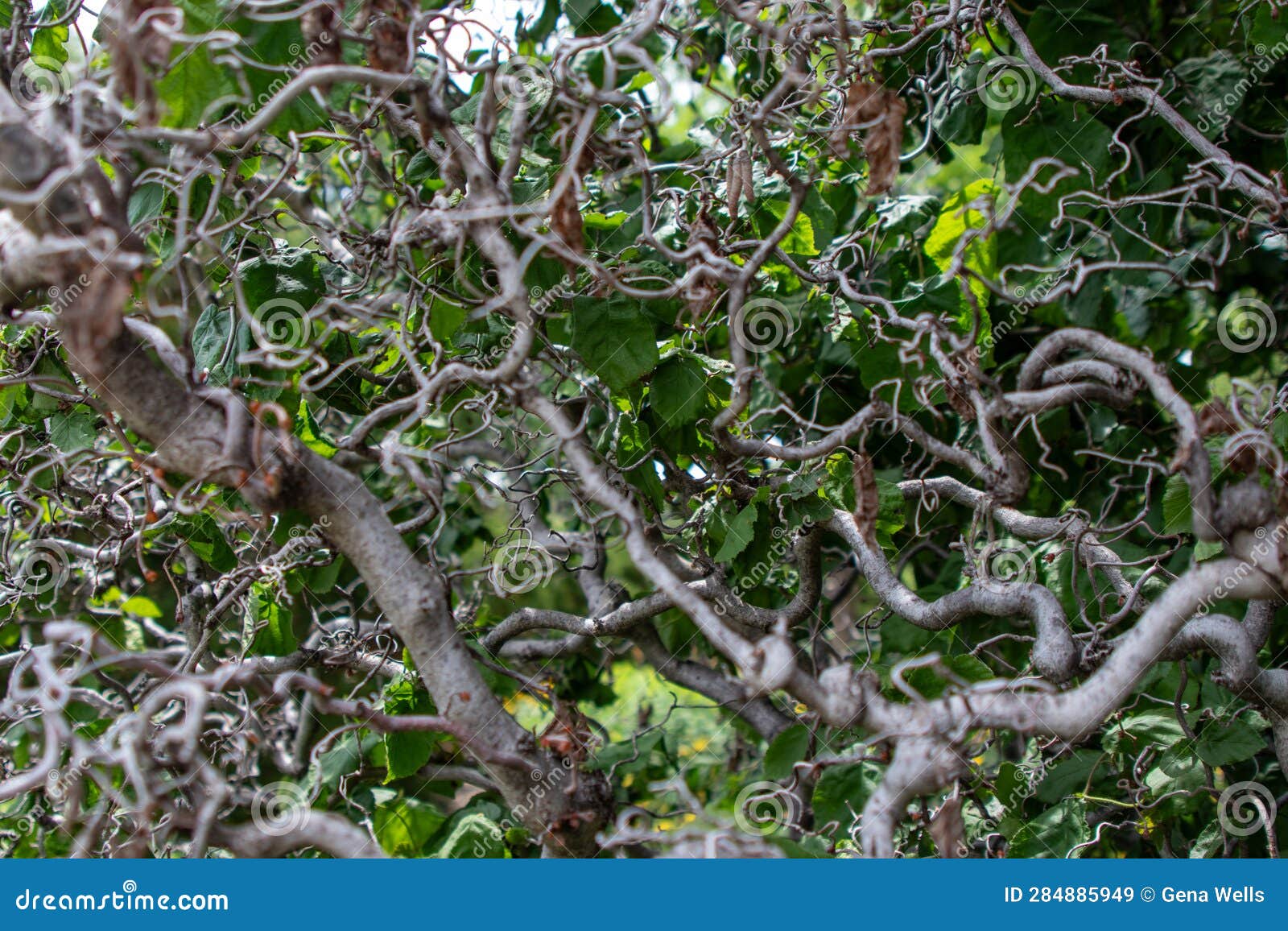 A Cluster of Cork Branches on a Tree Stock Image - Image of sunset ...