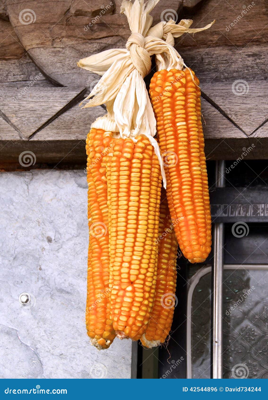 The cluster of corn stock photo. Image of offspring, rural - 42544896