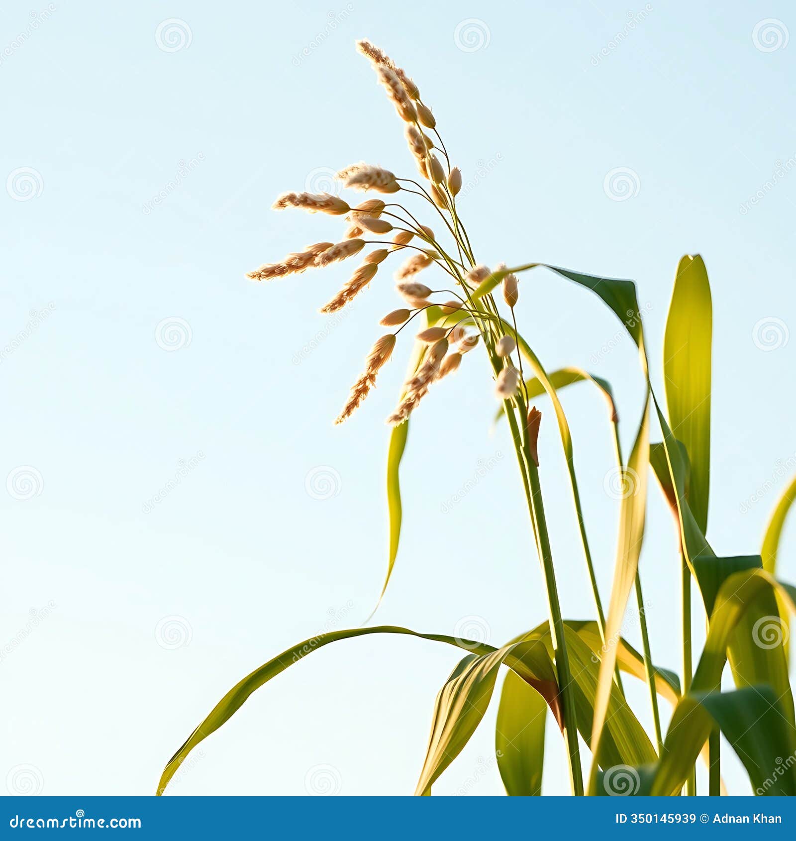 A Cluster of Corn Plants in Soft Evening Light on a Pastel Blue ...