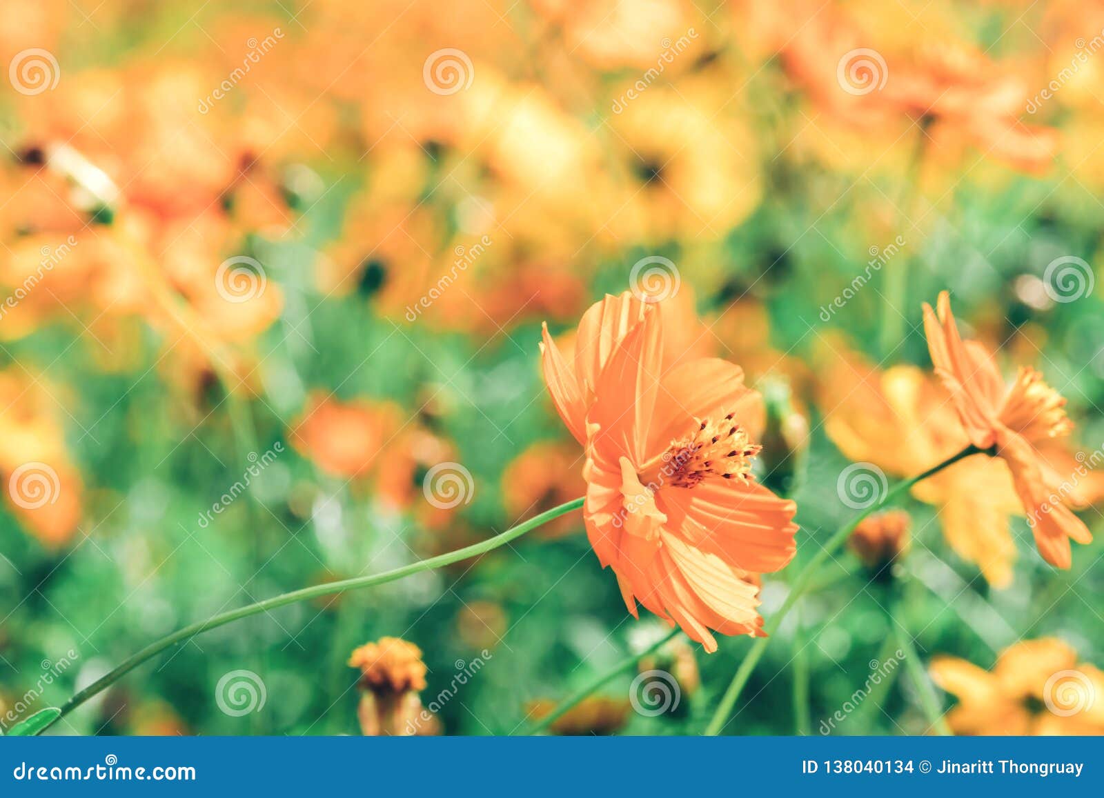 A Cluster of Cosmic Yellow Cosmos Flower Stock Photo - Image of ...
