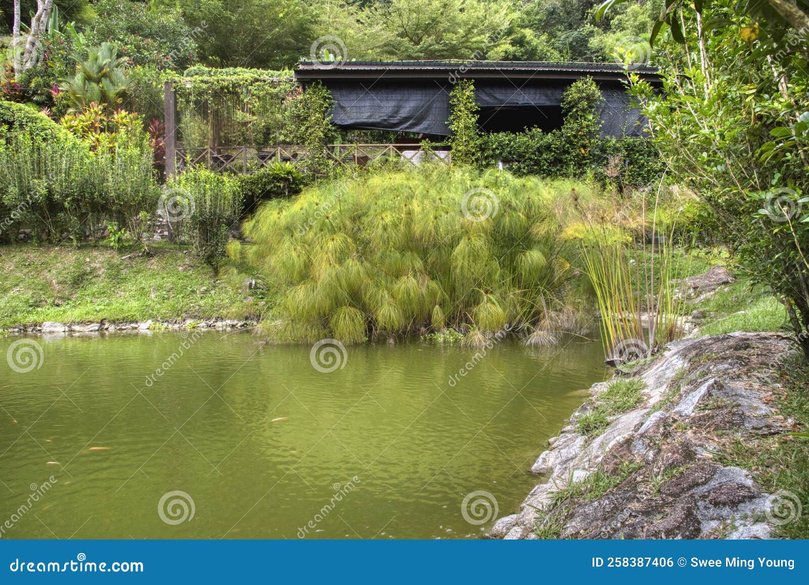 Cluster of the Cyperus Papyrus Plant Growing by the Lake Stock Photo ...