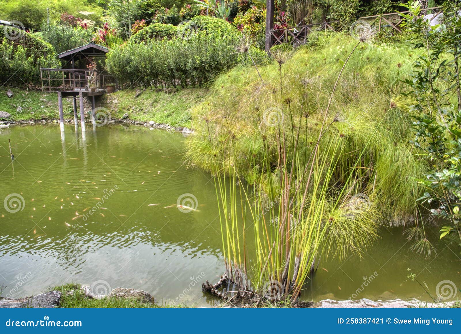 Cluster of the Cyperus Papyrus Plant Growing by the Lake Stock Image ...
