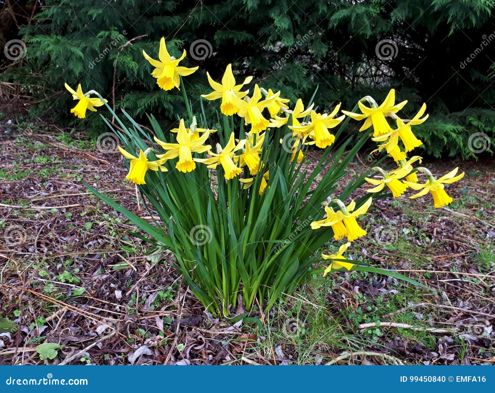 Cluster of Daffodils in the Woods Stock Photo - Image of garden ...