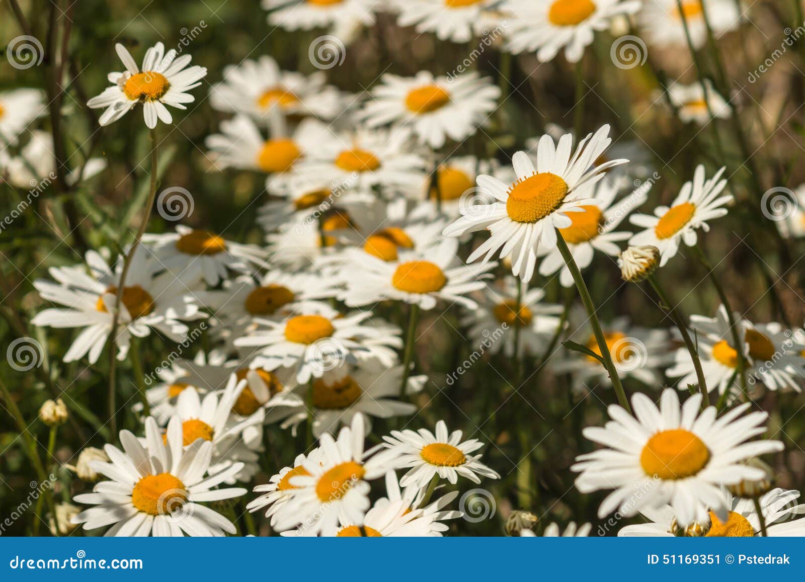 Cluster of daisy flowers stock image. Image of fresh - 51169351