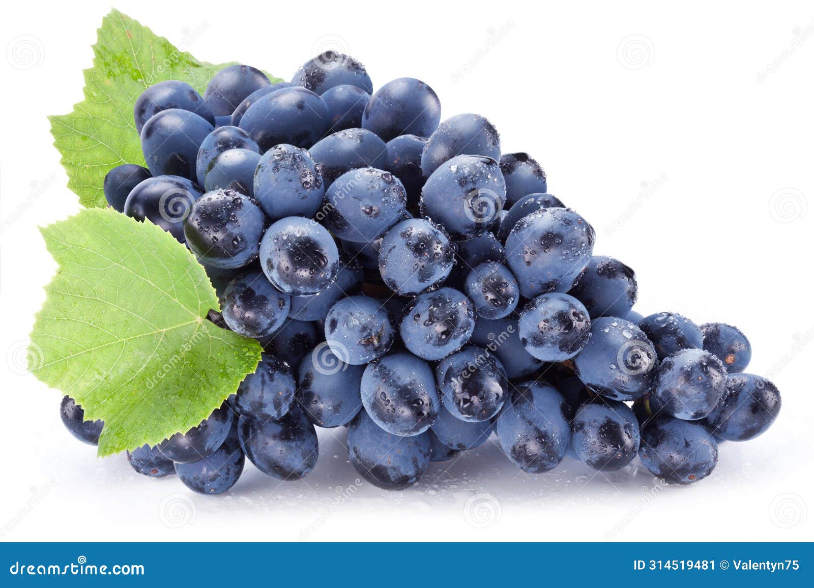 Cluster of Dark Blue Grape with Grape Leaves on White Background Stock ...