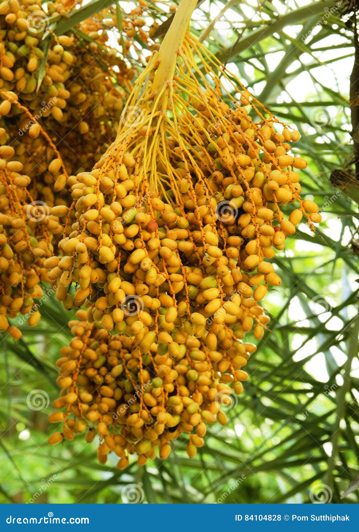 Cluster of date palm stock photo. Image of palm, bunch - 84104828