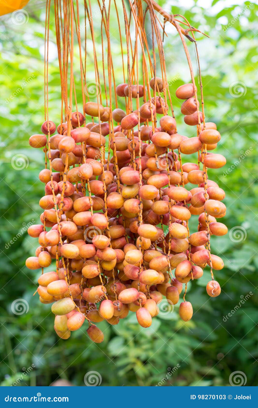 Cluster of dates stock image. Image of dactylifera, tropical - 98270103