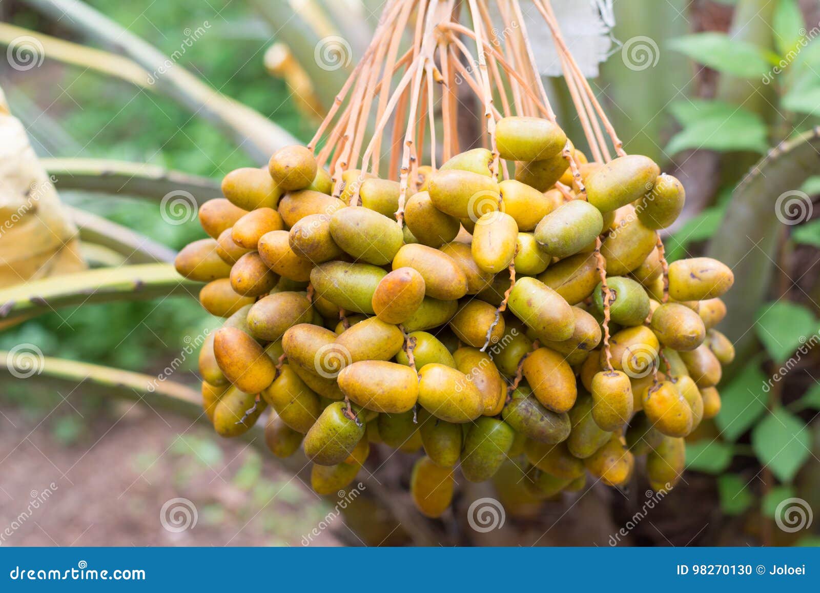 Cluster of dates stock photo. Image of cluster, healthy - 98270130