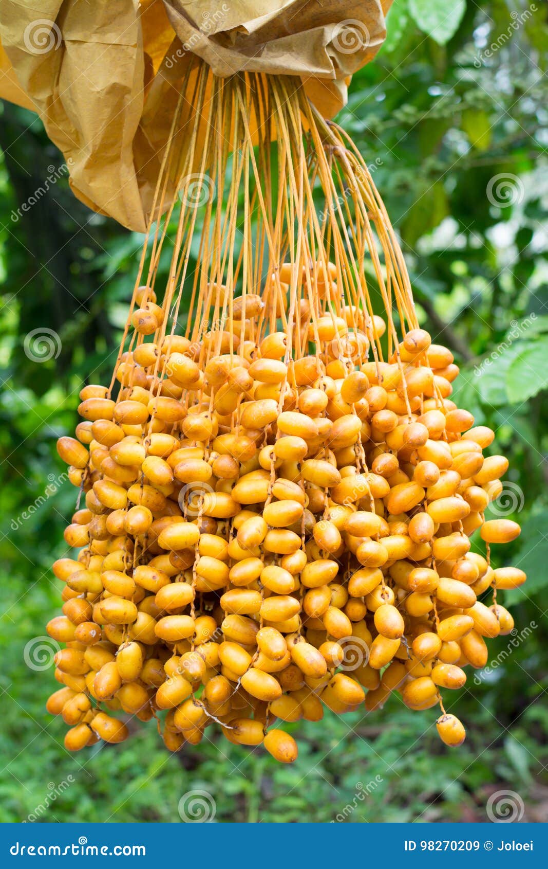 Cluster of dates stock image. Image of sweet, food, tree - 98270209
