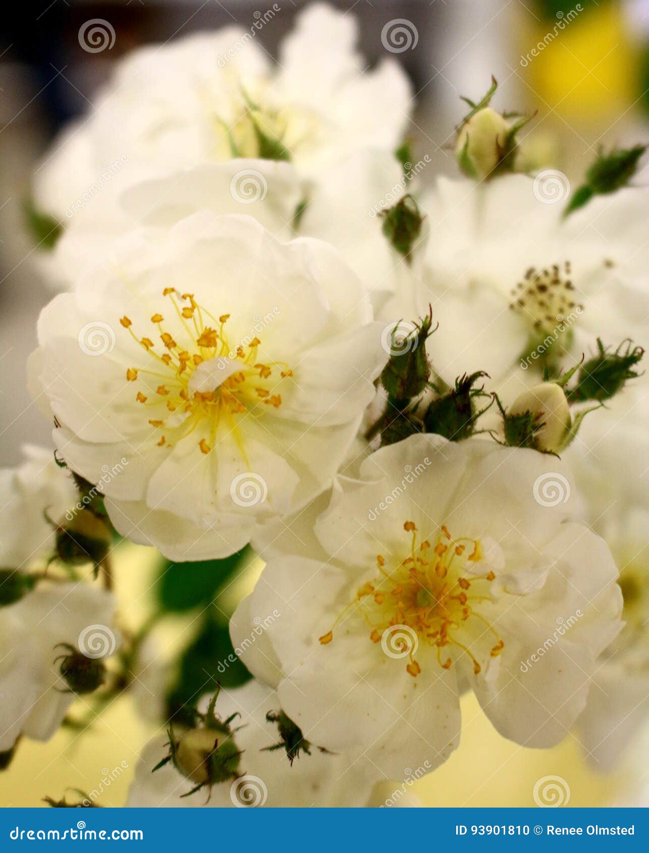 Cluster of Delicate, Tiny White Roses in Full Bloom Stock Photo - Image ...