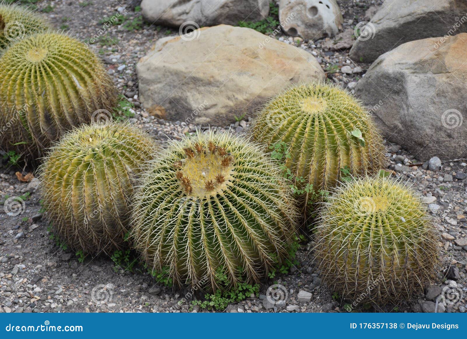 Cluster of Desert Cactus in Southern California Stock Photo - Image of ...