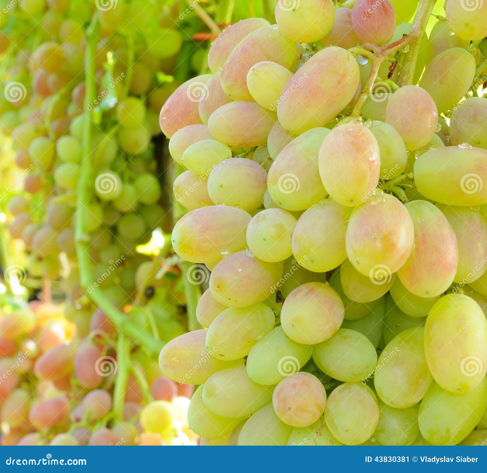 Cluster of desert grape stock image. Image of field, cluster - 43830381