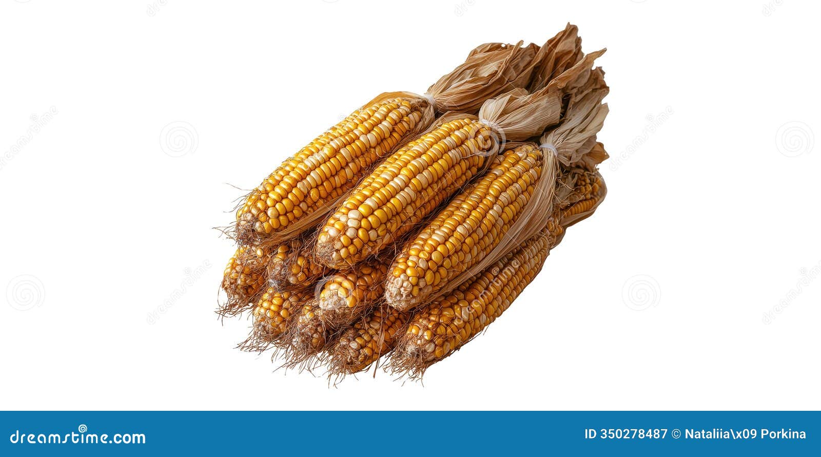 Cluster of Dried Corn Cobs with Husk Isolated on Transparent Background ...