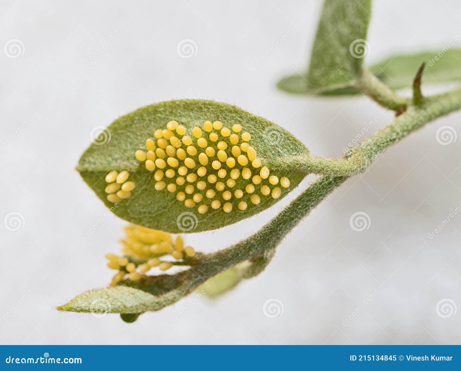Cluster of Eggs Laid on Plant Leaf by Butterfly Stock Image - Image of ...
