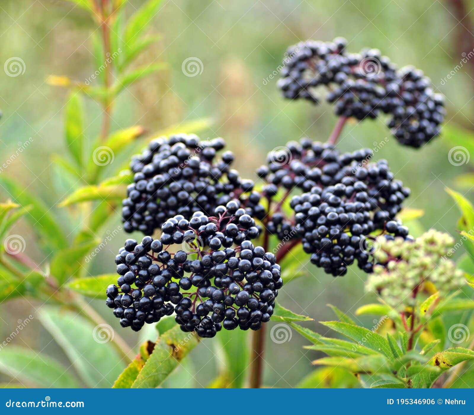 A Cluster of Elderberries on the Tree Stock Photo - Image of blackberry ...