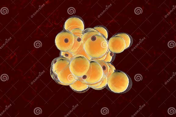 A cluster of Fat cells stock illustration. Illustration of healthcare ...
