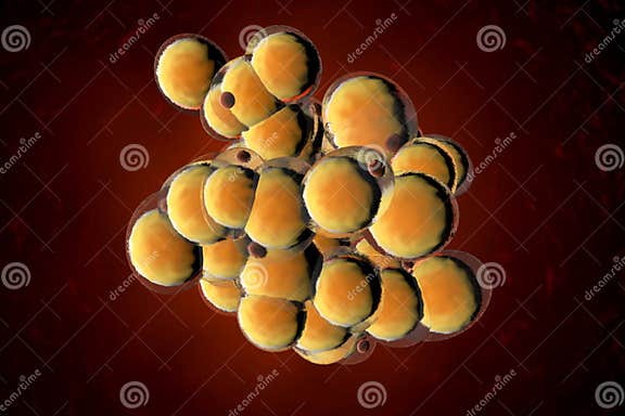 A cluster of Fat cells stock photo. Image of medical - 197134698