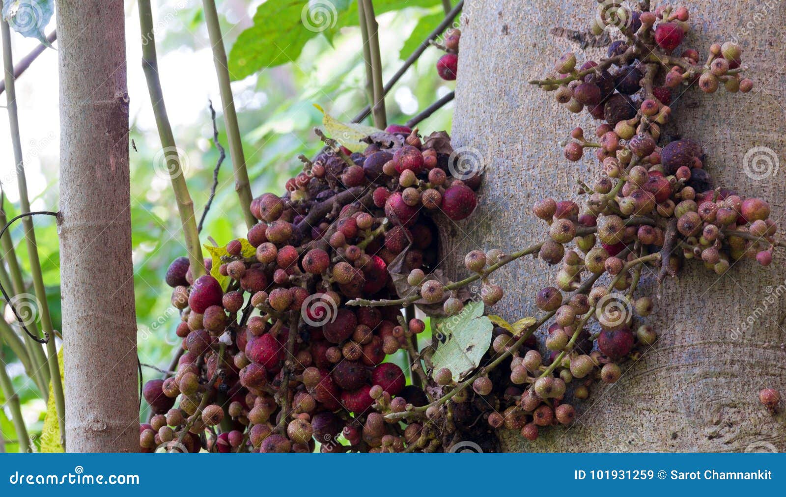 Cluster Fig Many on the Tree. Stock Image - Image of linn, food: 101931259