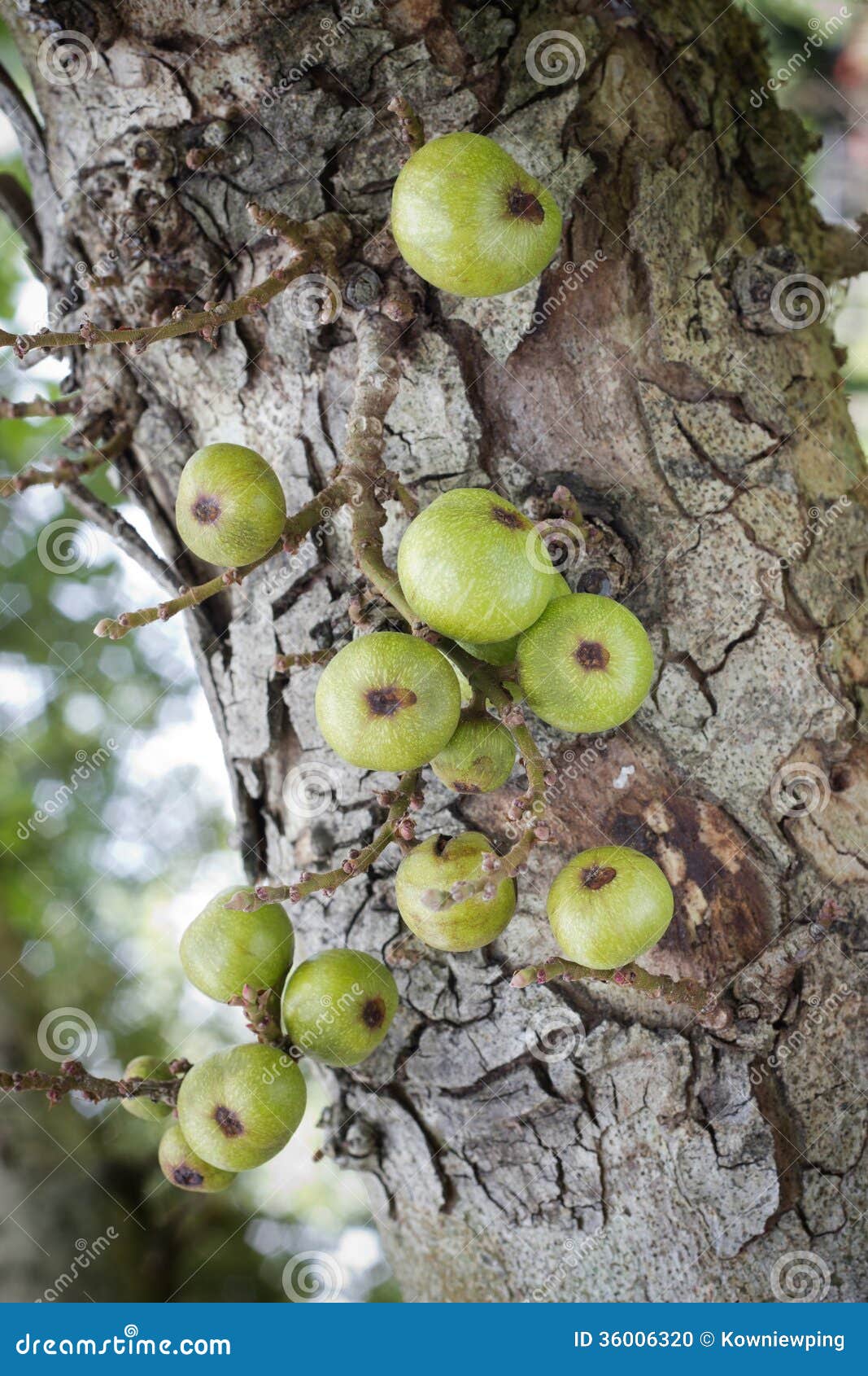 Cluster fig plant stock photo. Image of fruit, lauraceae - 36006320