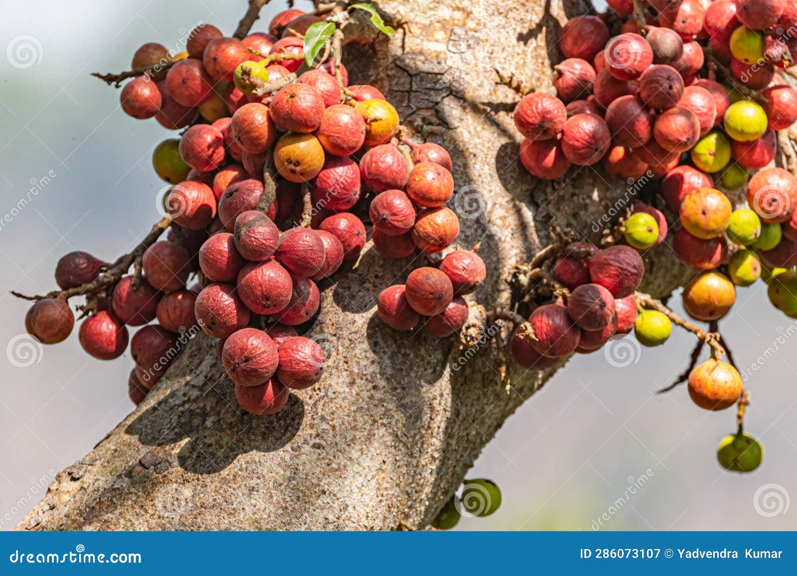 Cluster fig stock image. Image of suspend, yellow, sell - 286073107