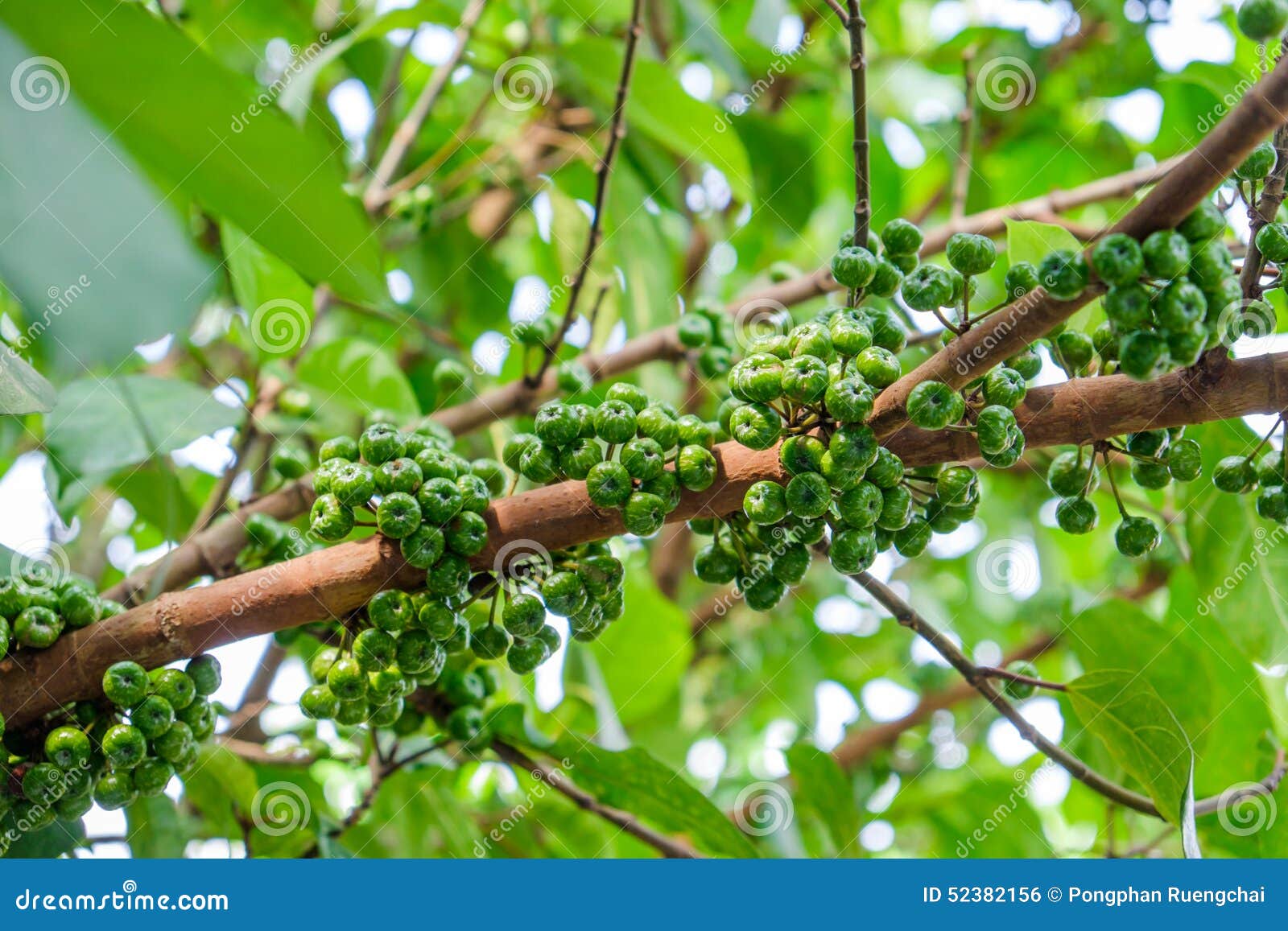 Cluster fig stock photo. Image of fruit, color, herb - 52382156