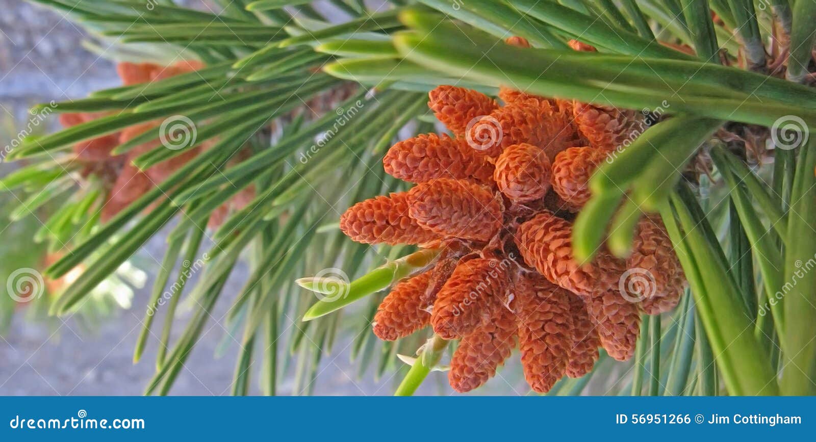 Cluster of Pine Cones - Panorama Stock Photo - Image of coniferous ...