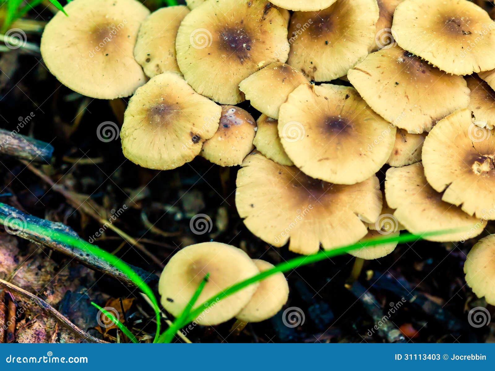 Cluster of flat mushrooms stock image. Image of forest - 31113403