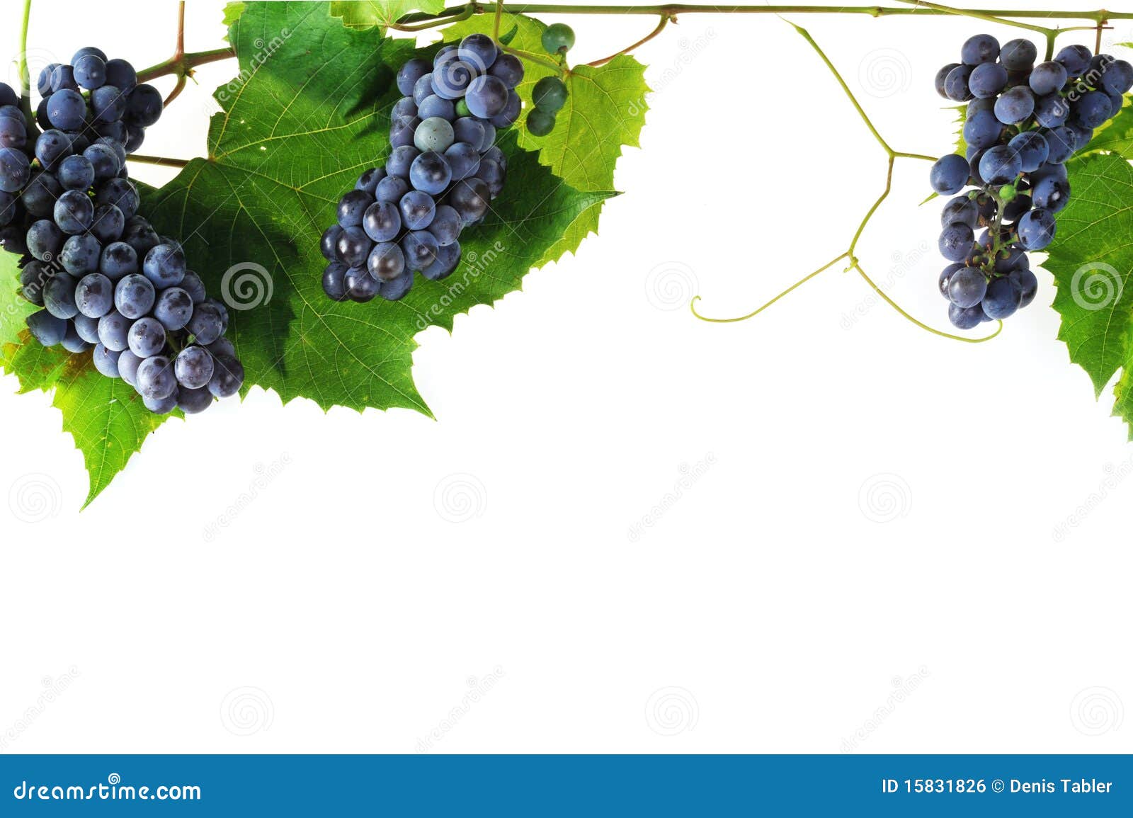 Cluster fresh grape stock photo. Image of picking, growth - 15831826