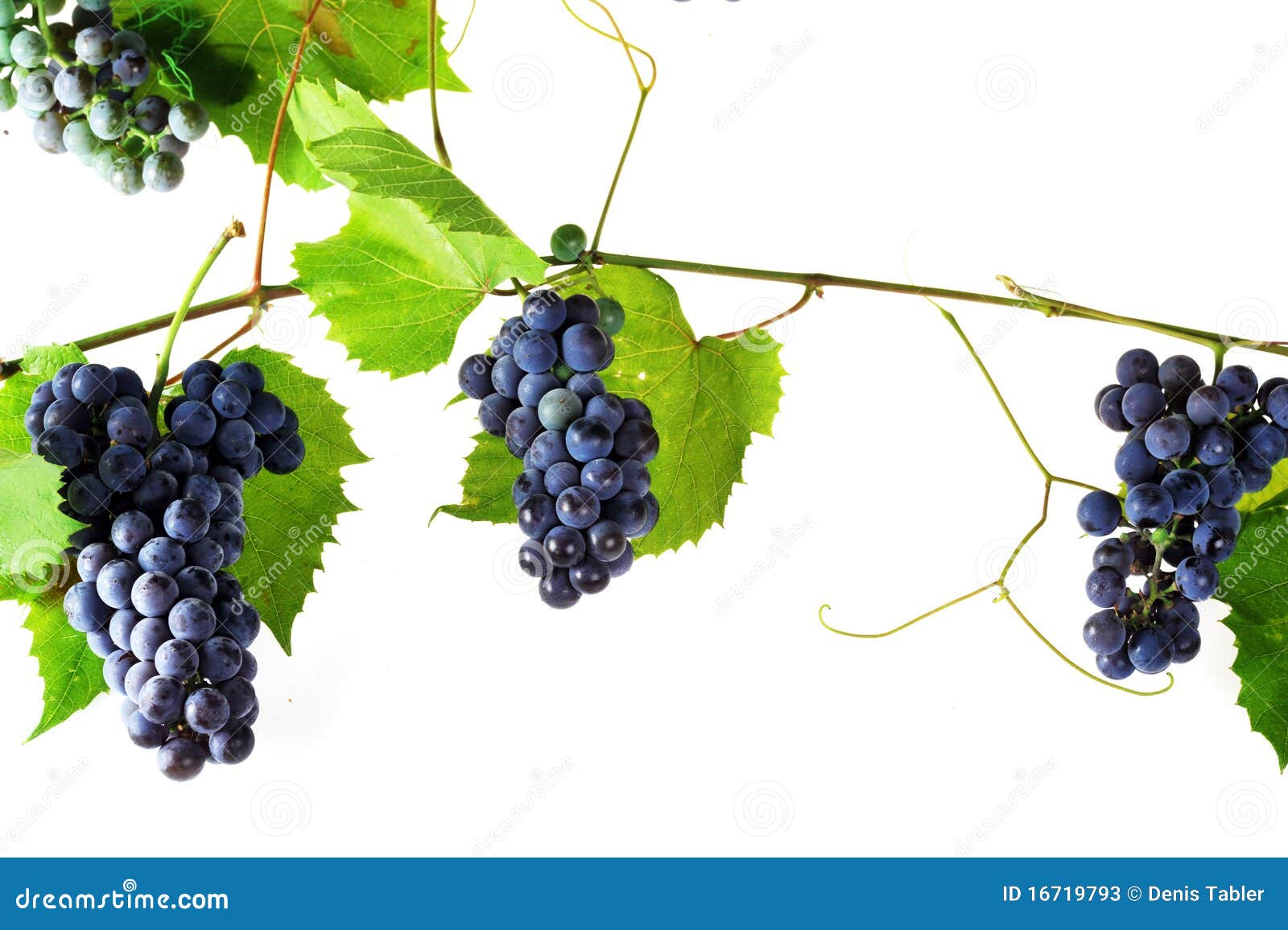 Cluster fresh grape stock image. Image of lush, blue - 16719793