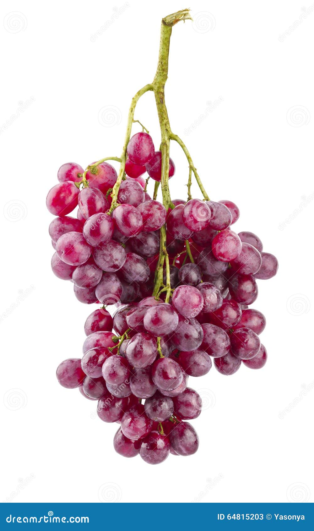 Cluster Fresh Grapes Ripe Fruit Royalty-Free Stock Photography ...