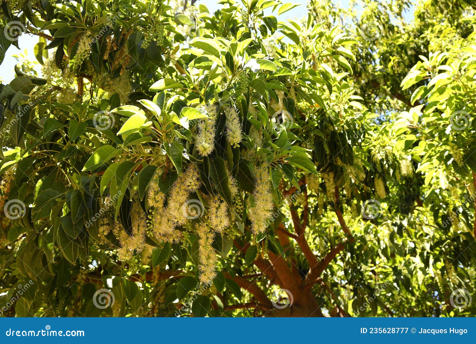 A Cluster of Fruit of the Belambra Tree Stock Image - Image of fruit ...
