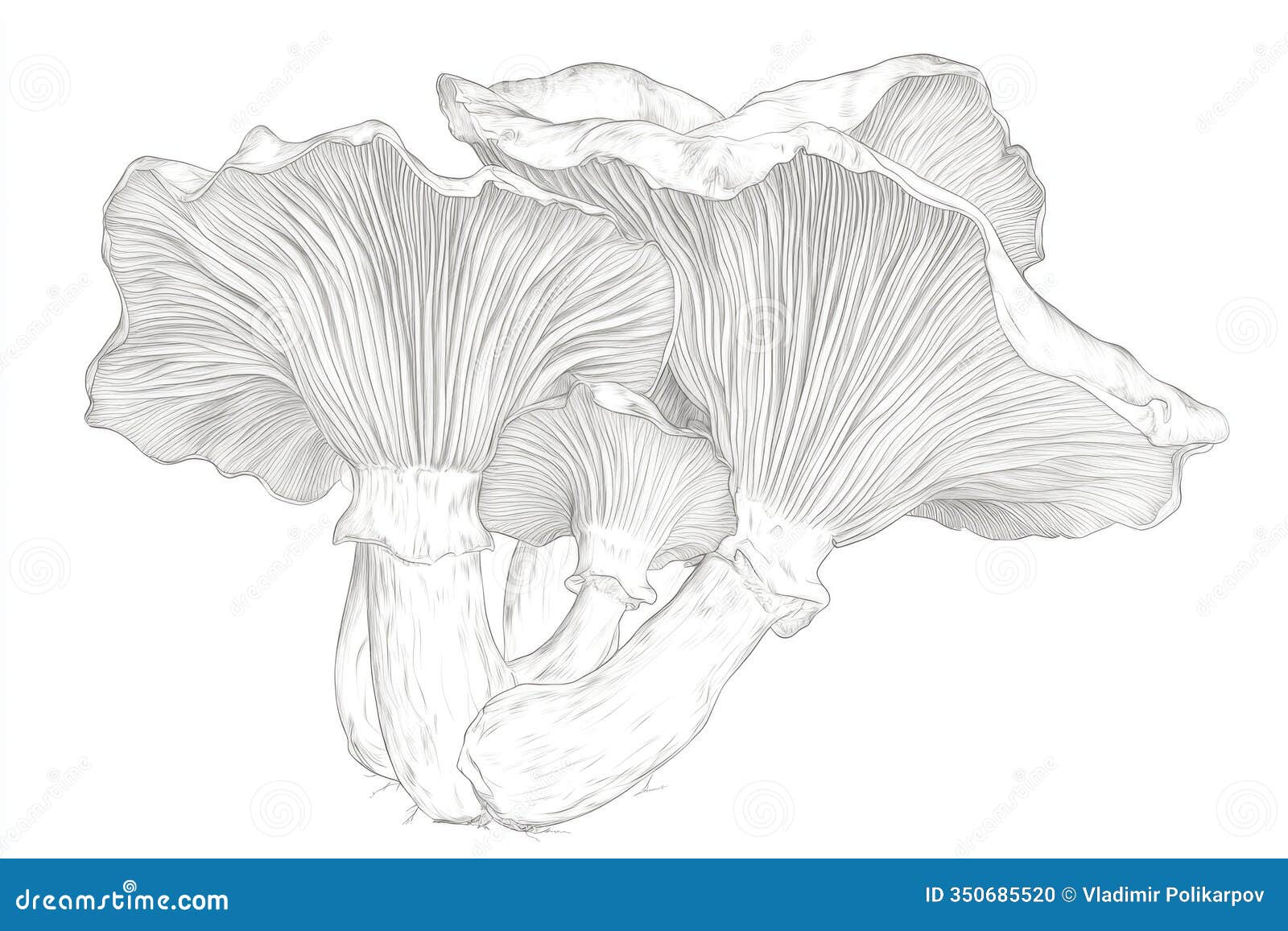 A Cluster of Fungi with Different Shapes and Sizes Stock Illustration ...