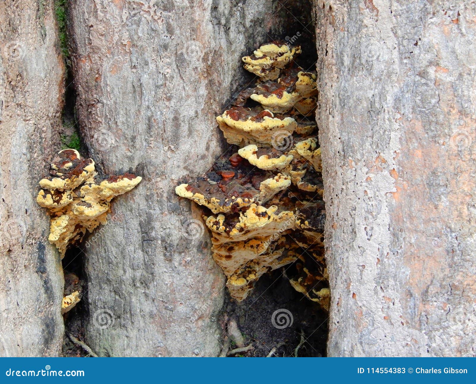 A cluster of fungi stock image. Image of flora, bark - 114554383