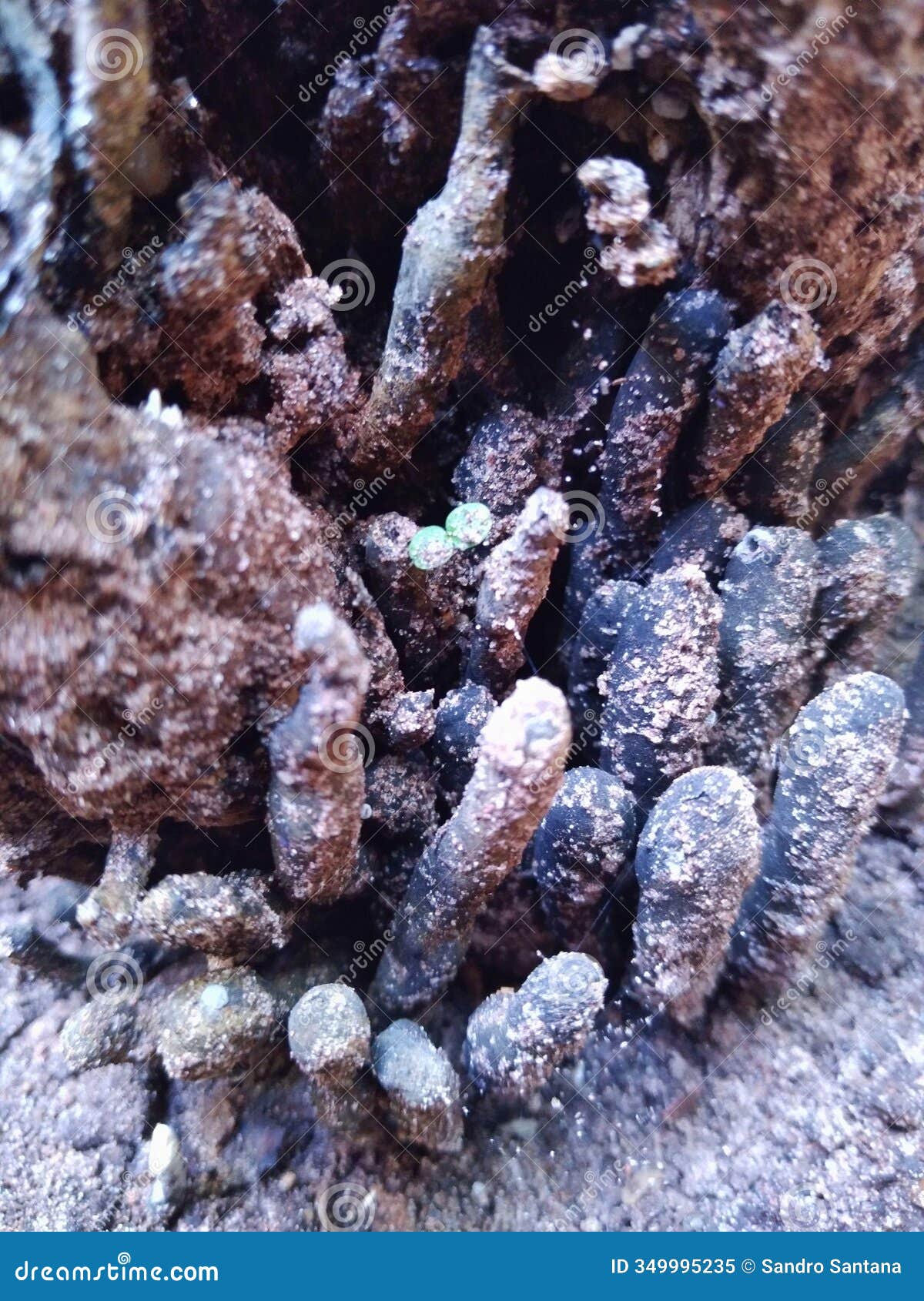 Cluster of Fungi Growing on the Ground Stock Image - Image of solo ...