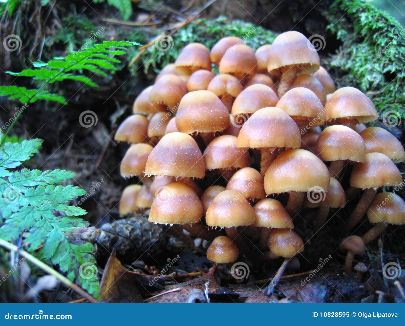 Cluster of fungus stock image. Image of season, botany - 10828595