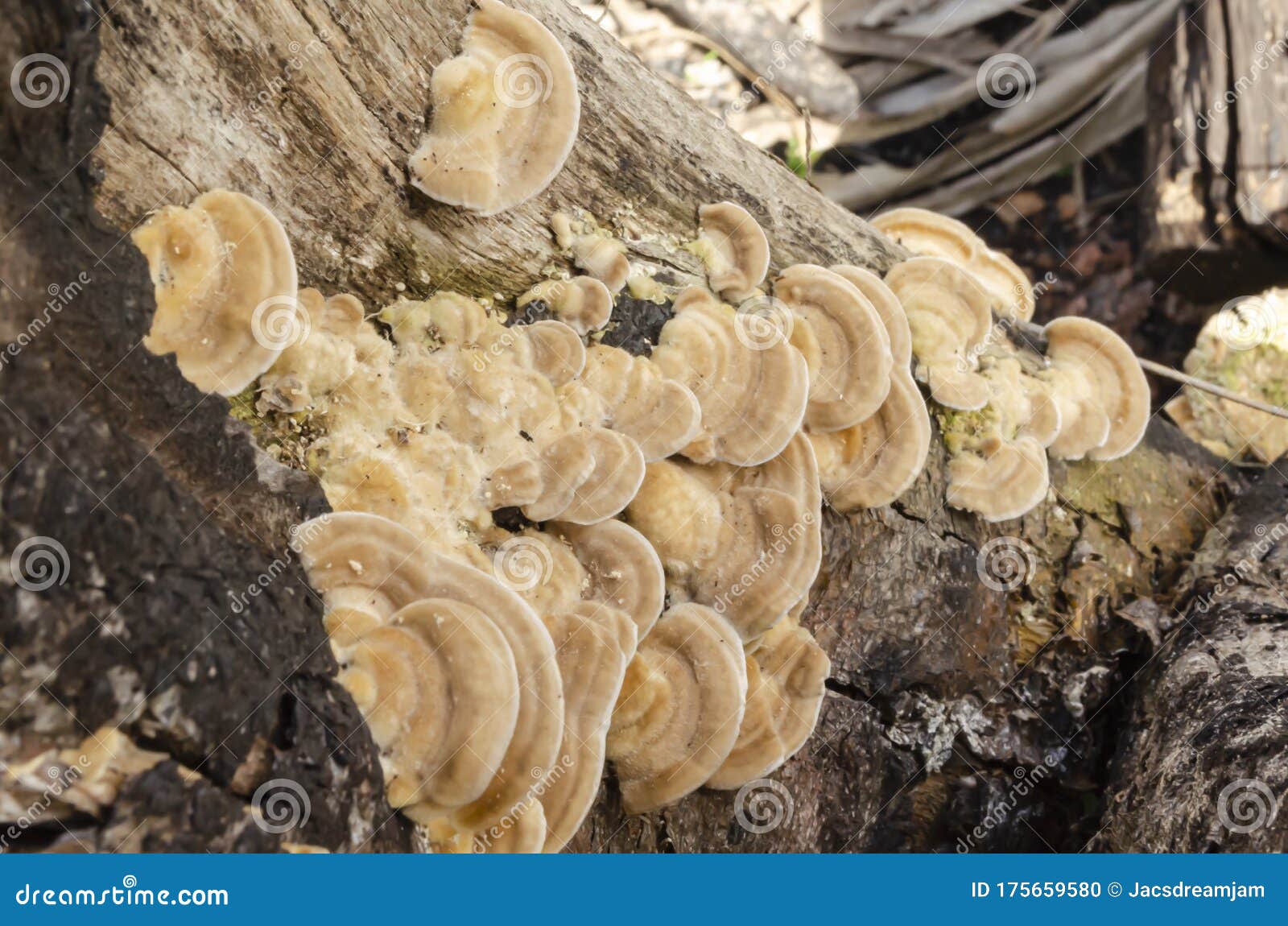Cluster of Ganoderma Applanatum Mushrooms Stock Photo - Image of brown ...