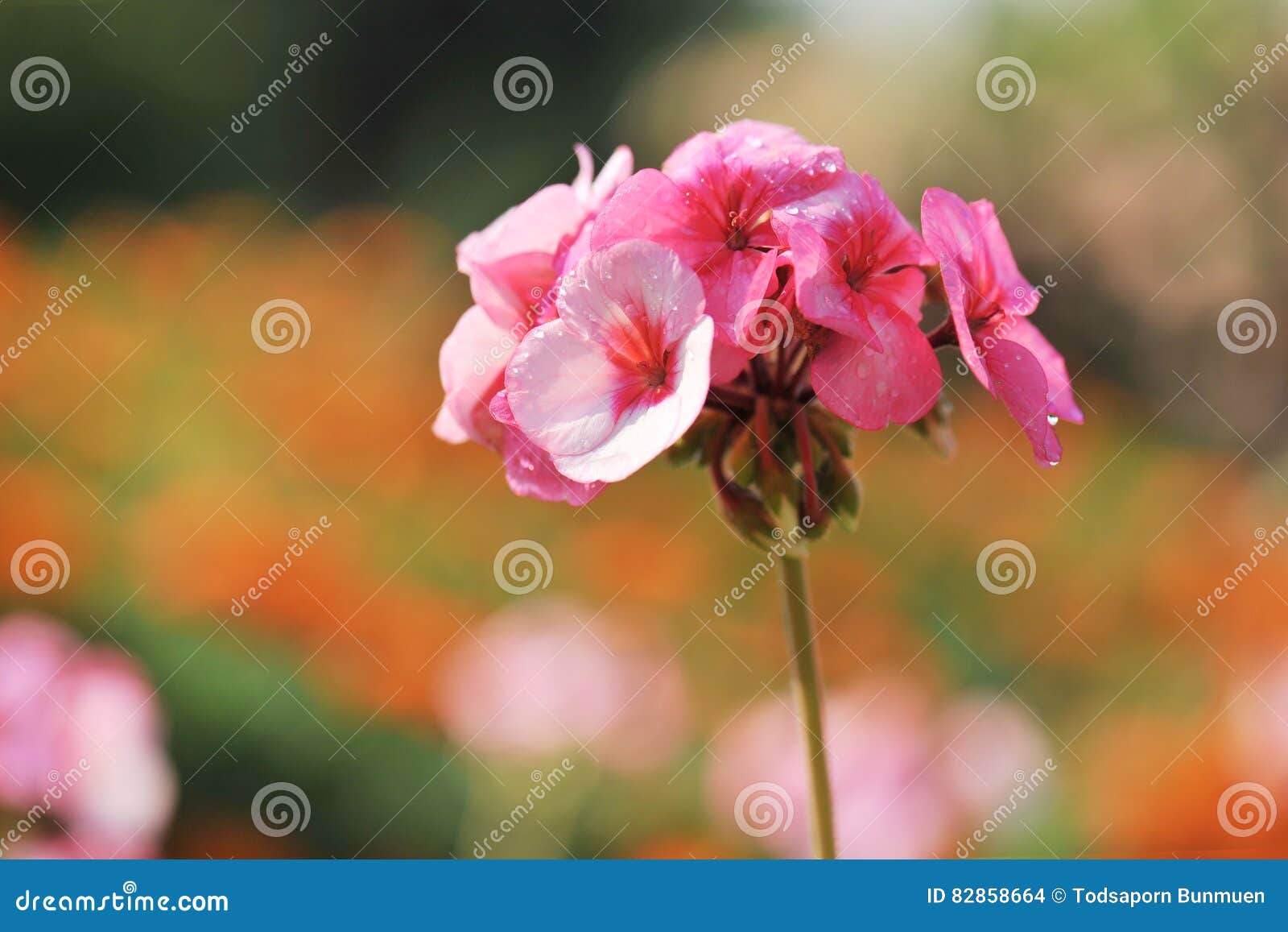 Cluster of Geranium Flowers in the Morning Stock Photo - Image of pink ...