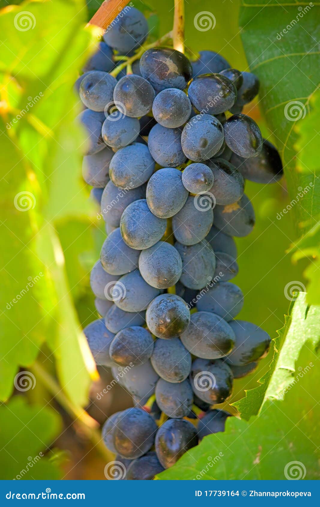Cluster grapes stock photo. Image of vineyard, berries - 17739164