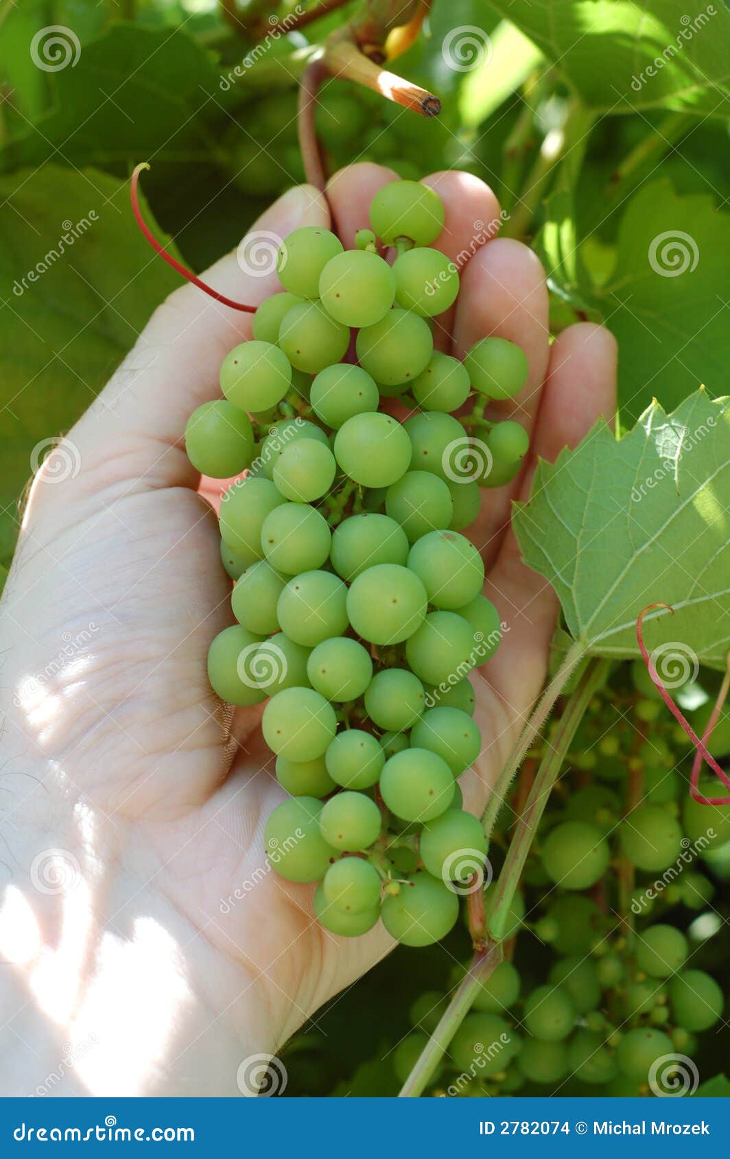 Cluster of grapes stock photo. Image of grapes, harvest - 2782074
