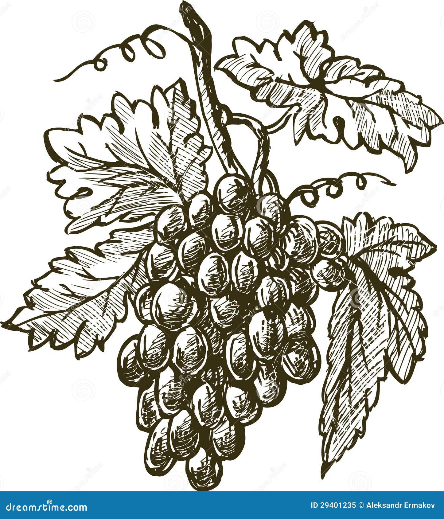 Cluster of grapes stock vector. Illustration of drawn - 29401235