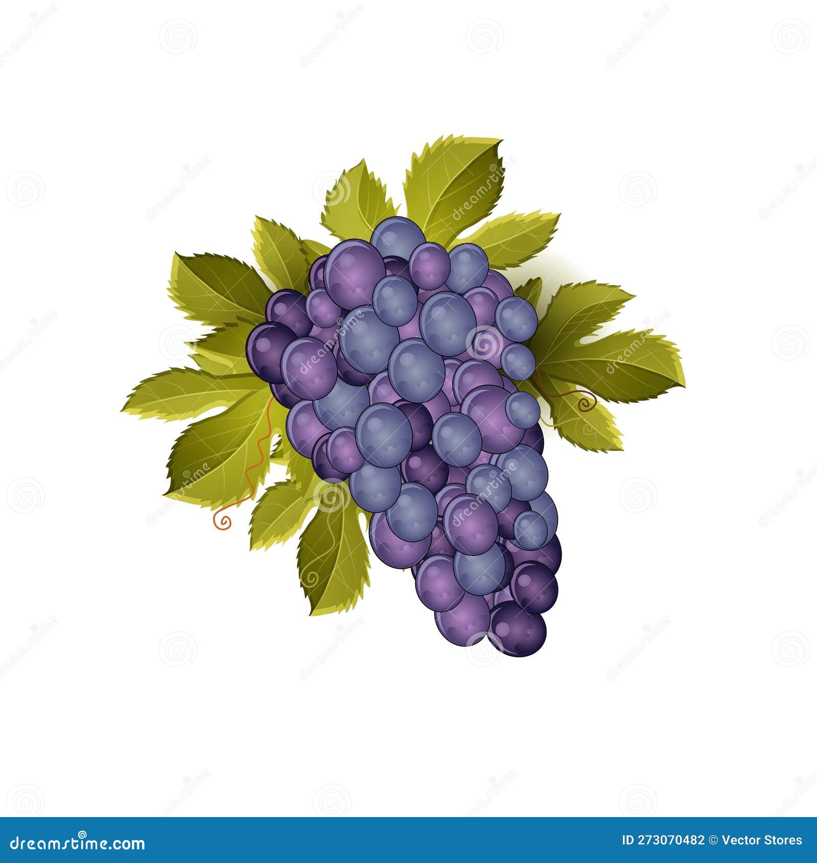 Cluster of Grapes with Leaves Realistic Looking Vector Illustration ...