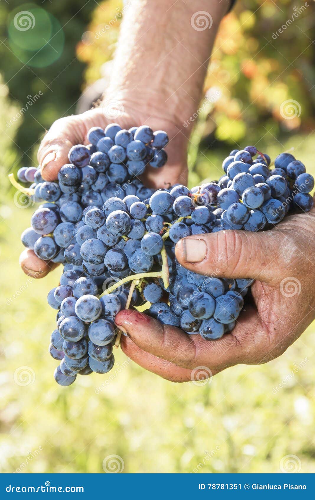 Cluster of Grapes for Wine in Hand Just Picked Stock Image - Image of ...