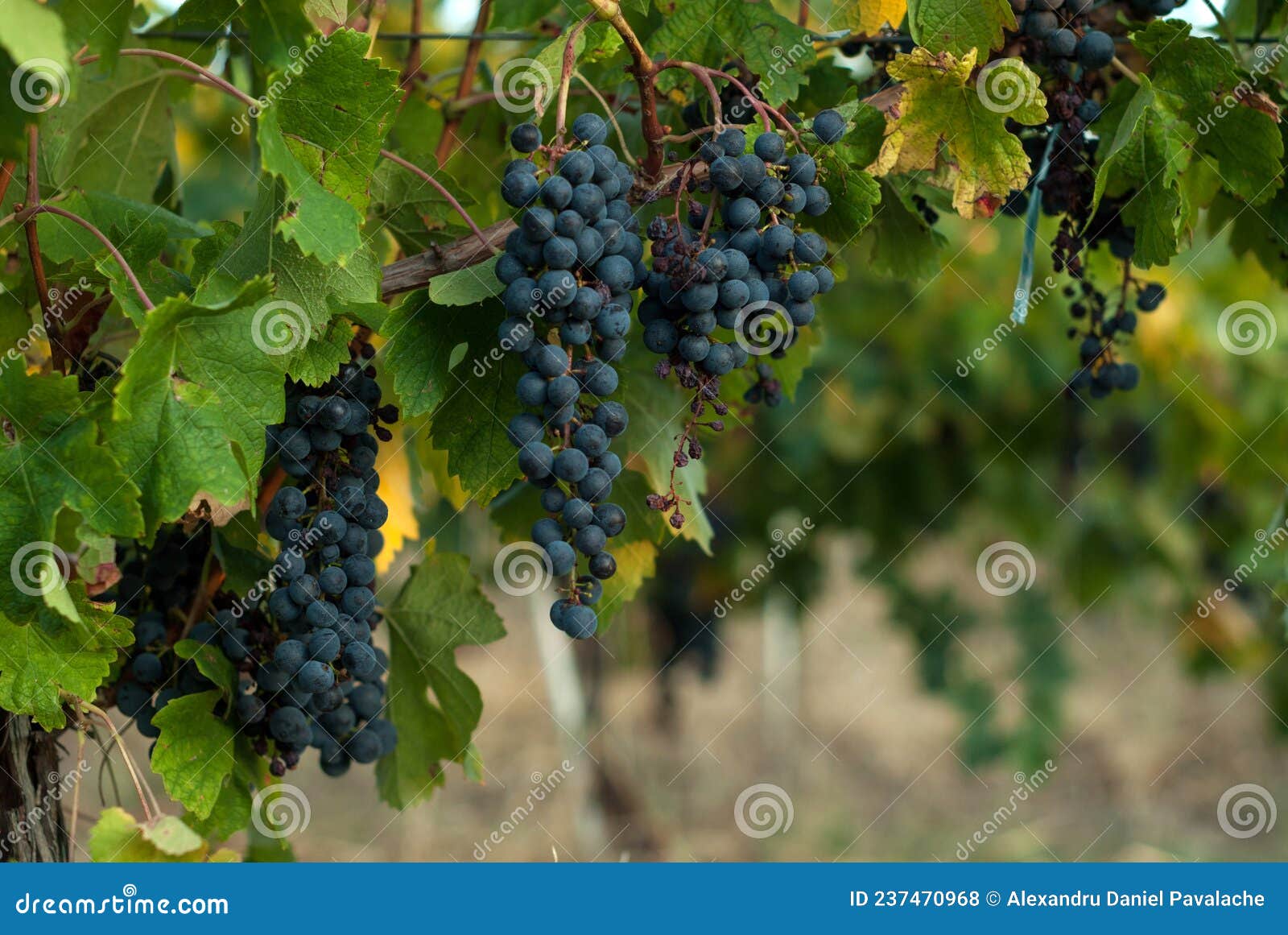 Cluster of Grapes in the Wineyard Stock Photo - Image of growth, autumn ...