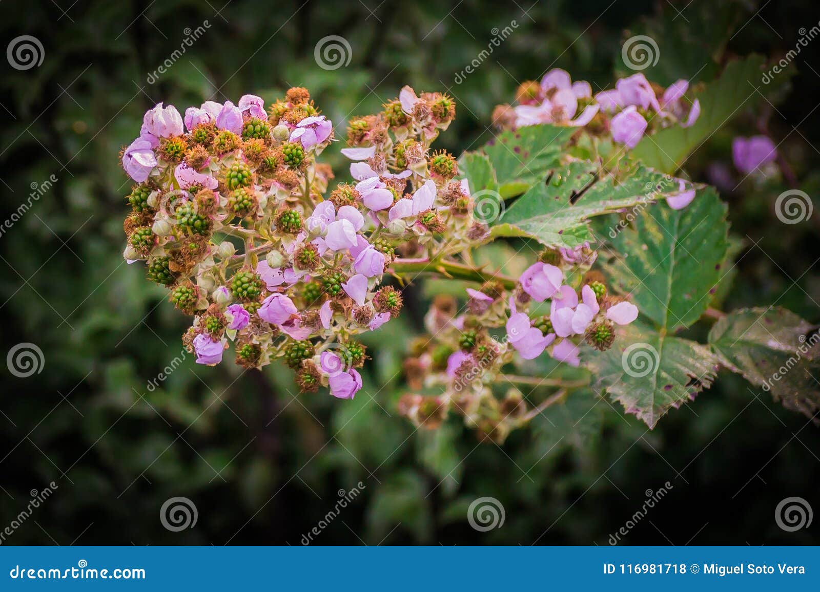 Cluster of Green Blackberries Stock Photo - Image of berries ...