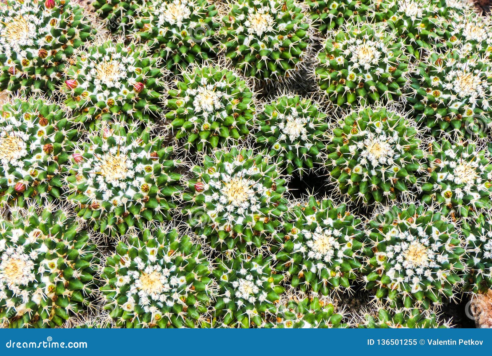 A Cluster of Green Cactuses from Above Variety Stock Image - Image of ...