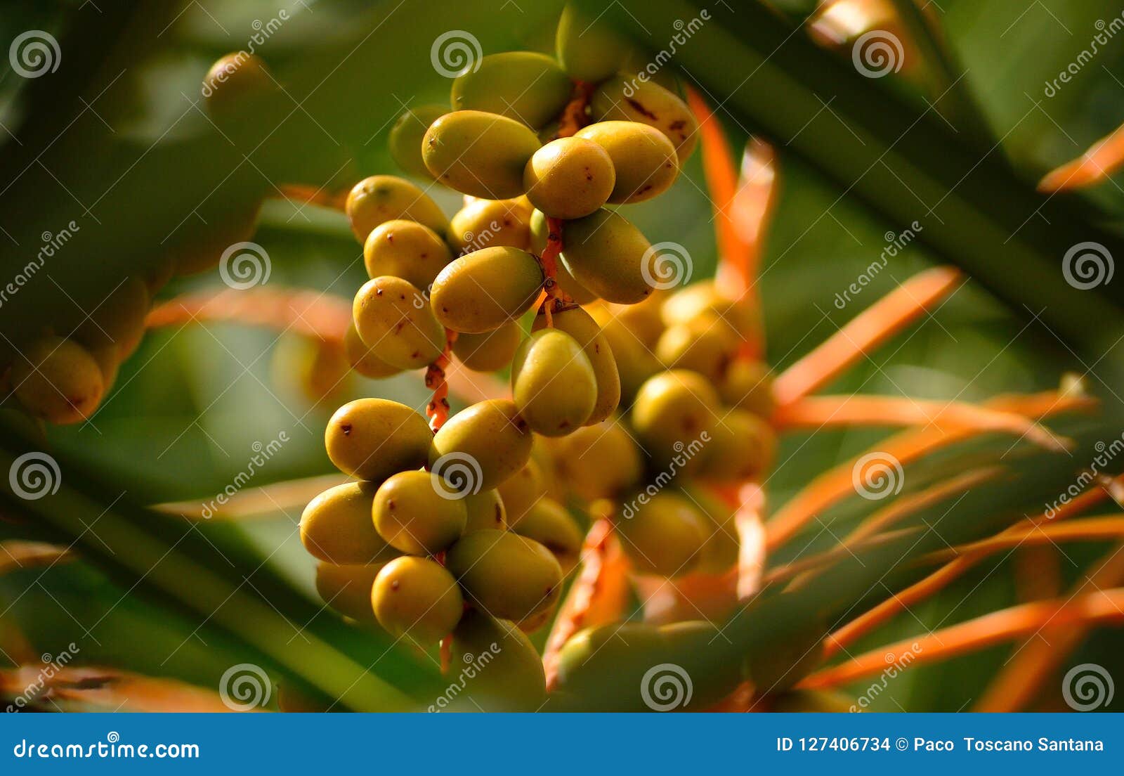Cluster of green datiles stock photo. Image of medicinal - 127406734