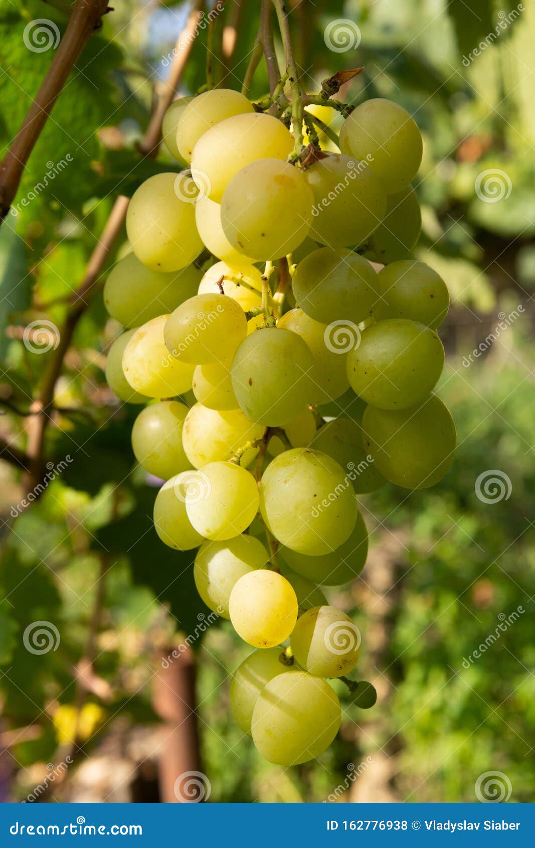 Cluster of Green Grape on the Vine Stock Photo - Image of sweet, ripe ...