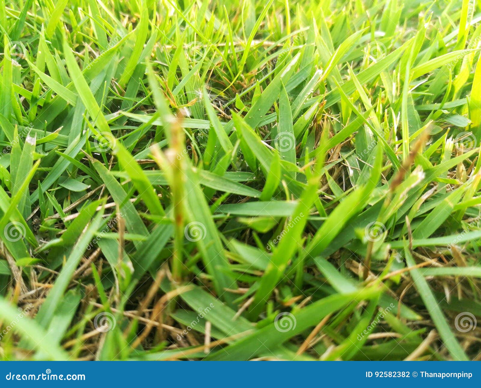 Cluster of Green Grass on the Ground Stock Photo - Image of botany ...